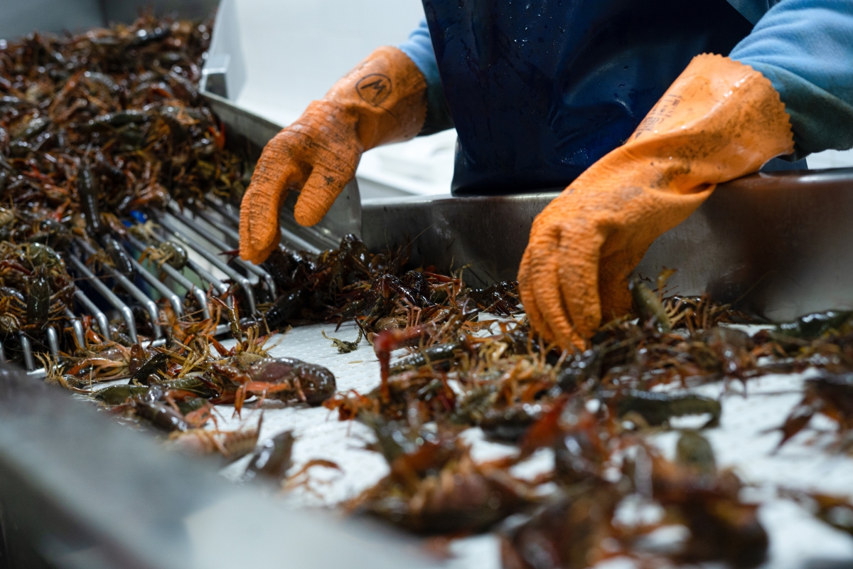 Production - Crayfish wholesale and producer - Alfocan