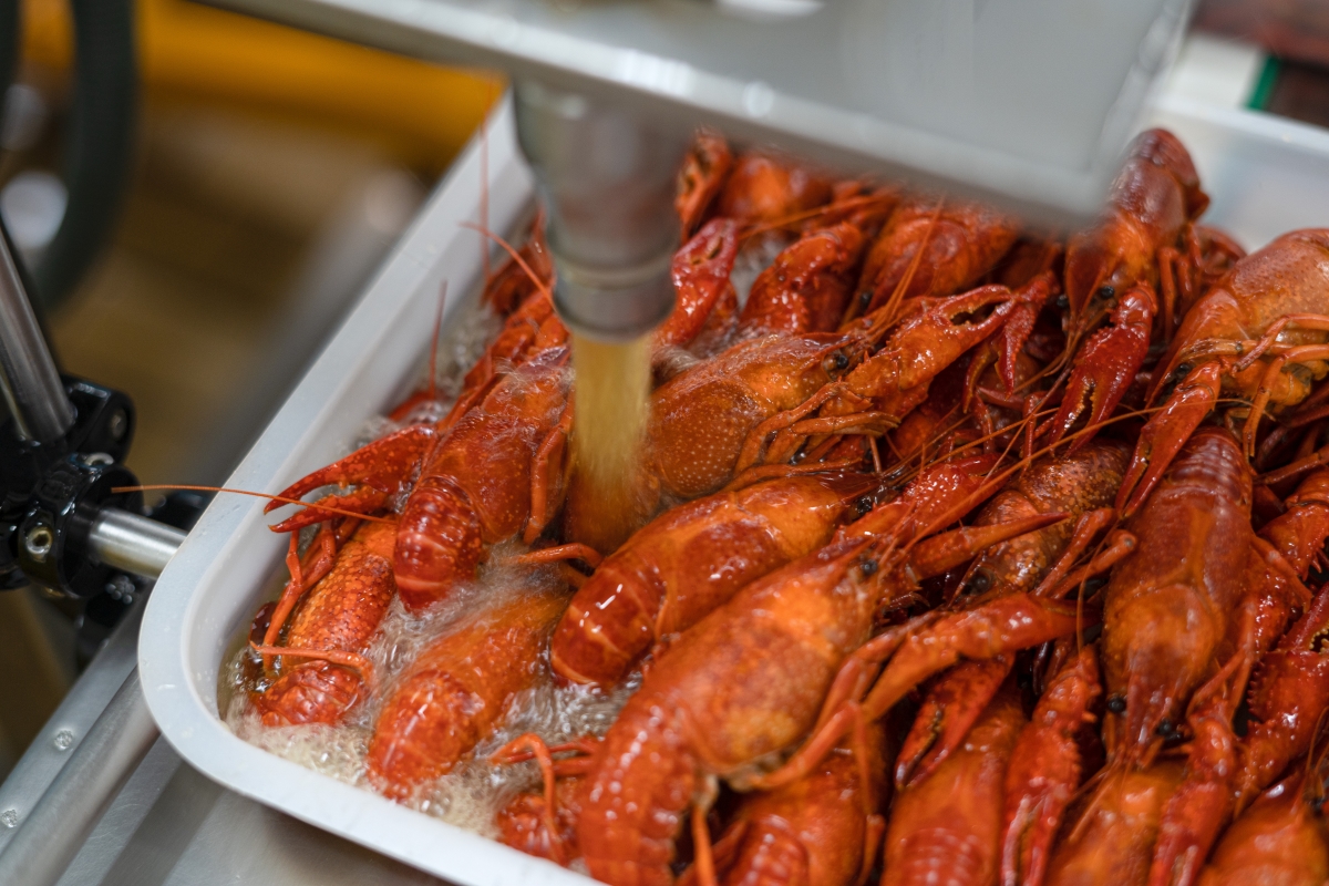 Production - Crayfish wholesale and producer - Alfocan