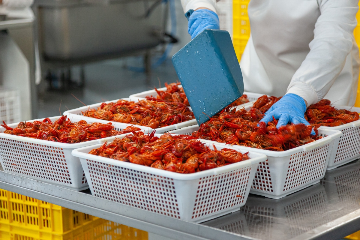 Production - Crayfish wholesale and producer - Alfocan