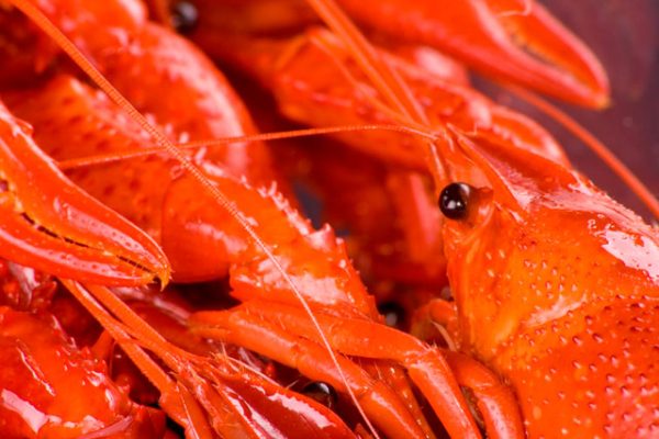 Cooked crayfish (MAP) - Crayfish wholesale and producer - Alfocan