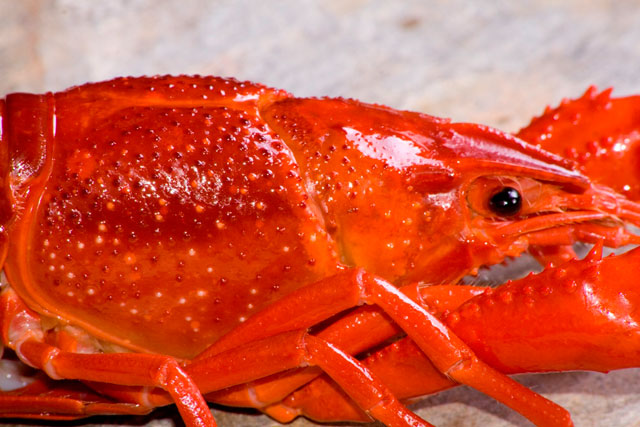 Cooked crayfish (MAP) - Crayfish wholesale and producer - Alfocan