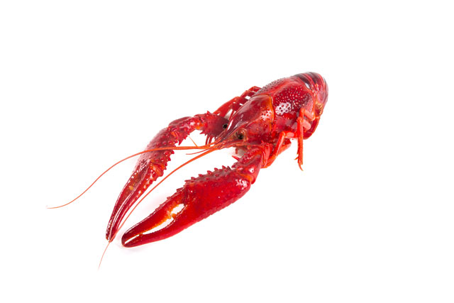 Cooked crayfish (MAP) - Crayfish wholesale and producer - Alfocan