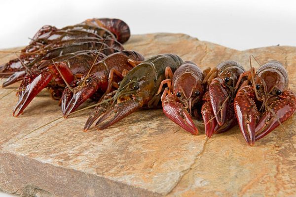 Raw frozen crayfish - Crayfish wholesale and producer - Alfocan