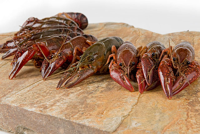 Raw frozen crayfish - Crayfish wholesale and producer - Alfocan